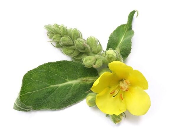 MULLEIN - LifeSeasons | Natural Health Supplements